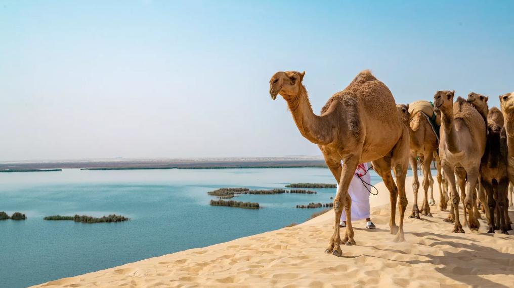 The Golden Dunes Of Al-Asfar Lake: Saudi Arabia's Treasure | TimelineDaily